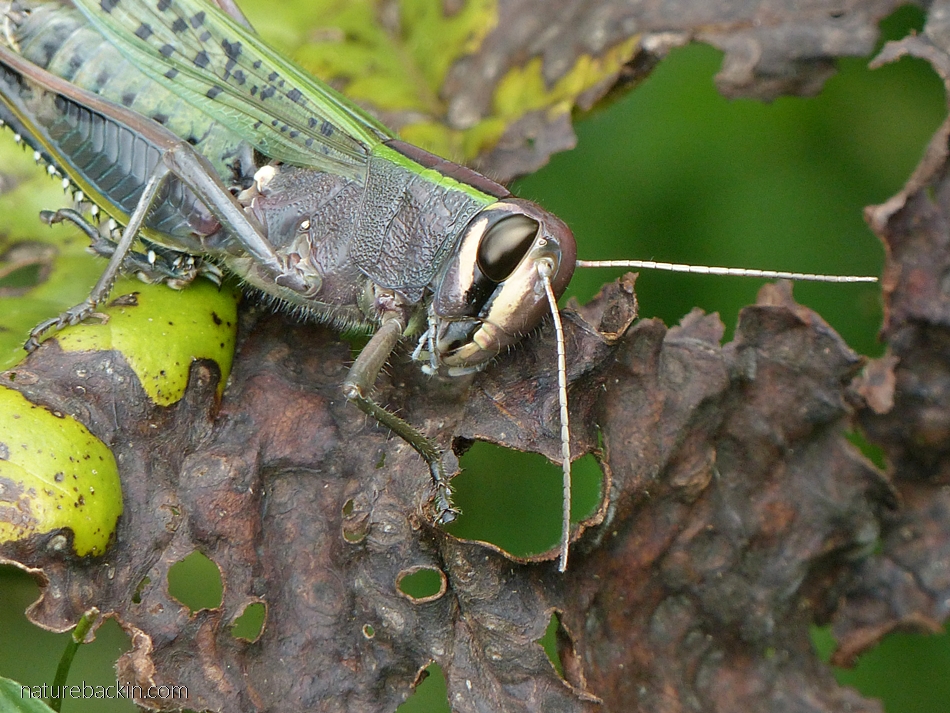 Tiny surprises: Curious creatures in the garden – letting nature back in