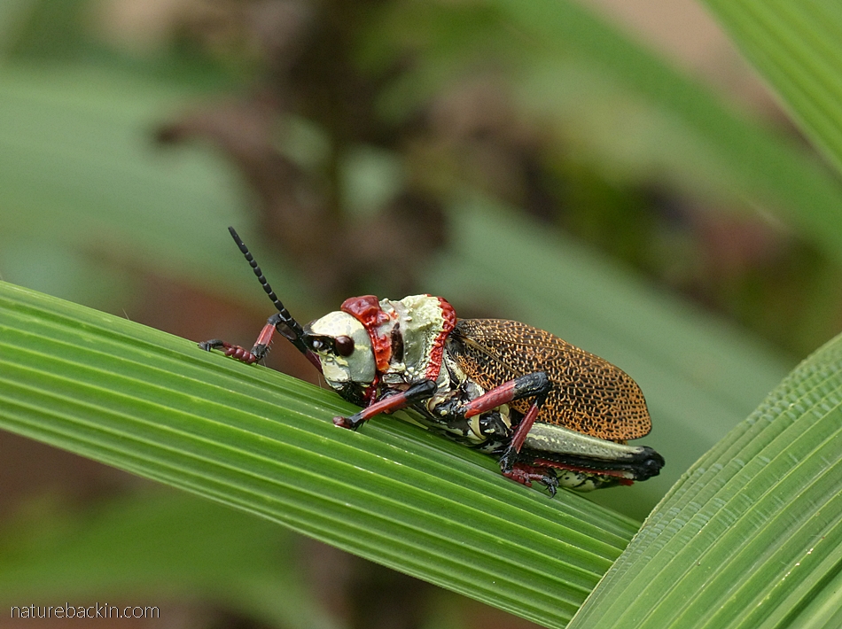 Tiny surprises: Curious creatures in the garden – letting nature back in