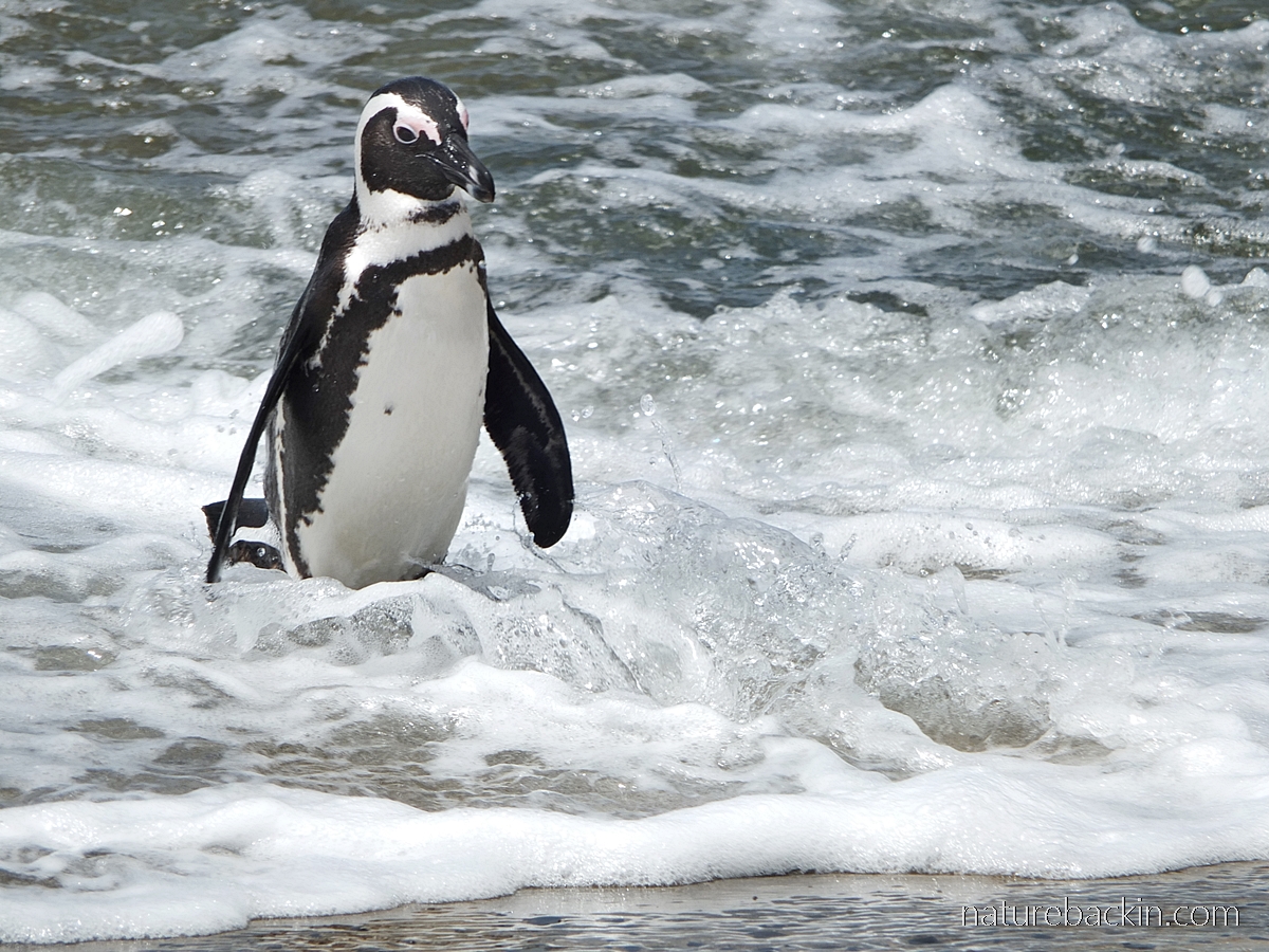 Raising awareness of the endangered African penguin – letting nature ...