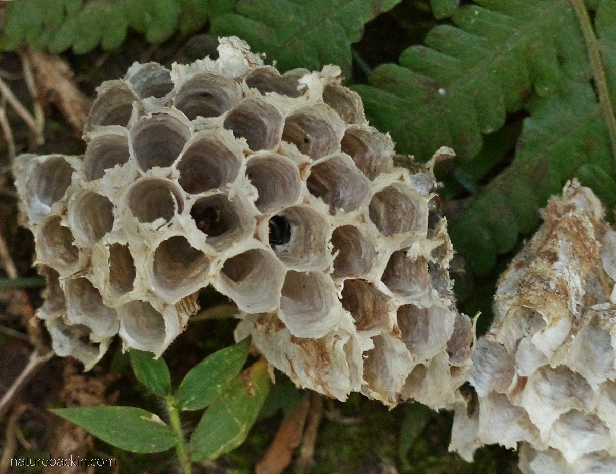 Patterns in nature: The efficiency of hexagons – letting nature back in