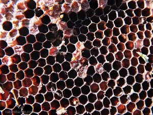 Patterns in nature: The efficiency of hexagons – letting nature back in