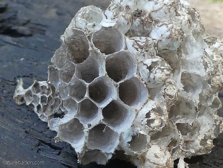 Patterns in nature: The efficiency of hexagons – letting nature back in