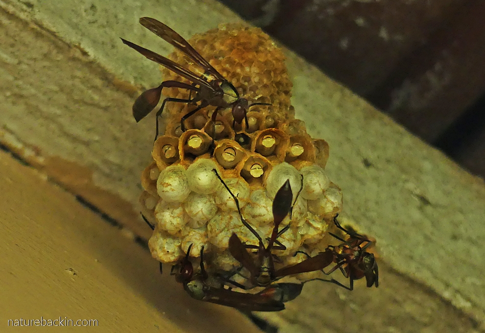 Patterns in nature: The efficiency of hexagons – letting nature back in