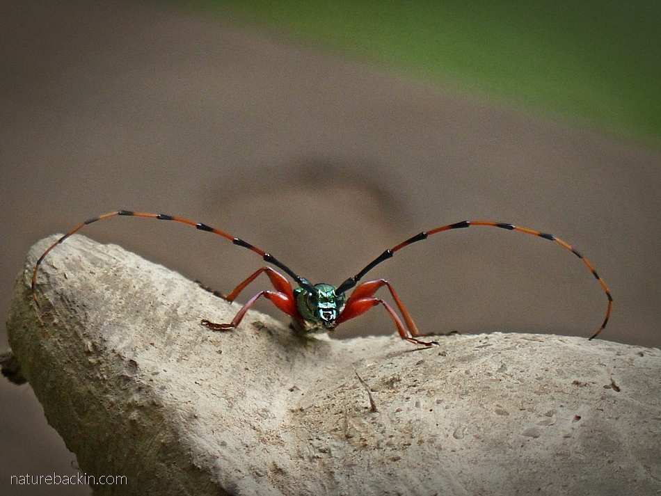Tiny surprises: Curious creatures in the garden – letting nature back in