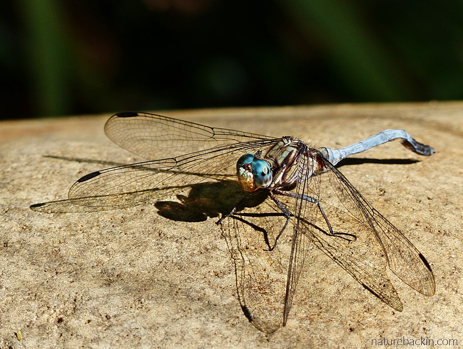Patterns in nature: The efficiency of hexagons – letting nature back in