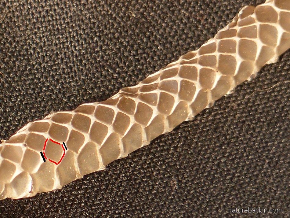 Patterns in nature: The efficiency of hexagons – letting nature back in