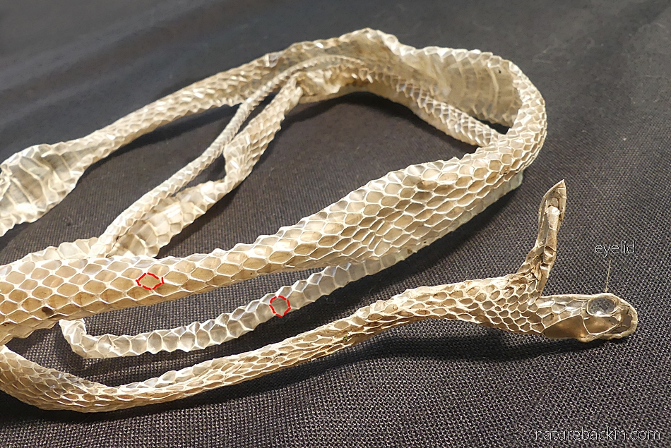 Patterns in nature: The efficiency of hexagons – letting nature back in