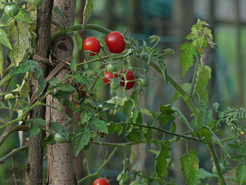 The kitchen garden: Brightening our lockdown horizons – letting nature ...