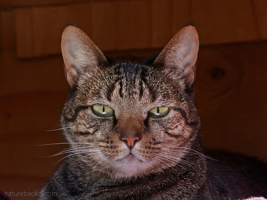 Patterns in nature: Symmetry in animals and flowers – letting nature ...