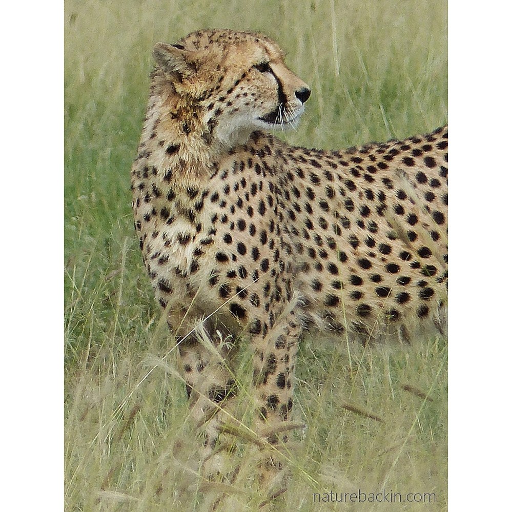 Patterns in nature: Spots and dots – letting nature back in