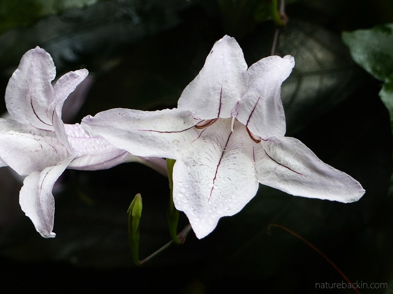 Patterns in nature: Symmetry in animals and flowers – letting nature ...