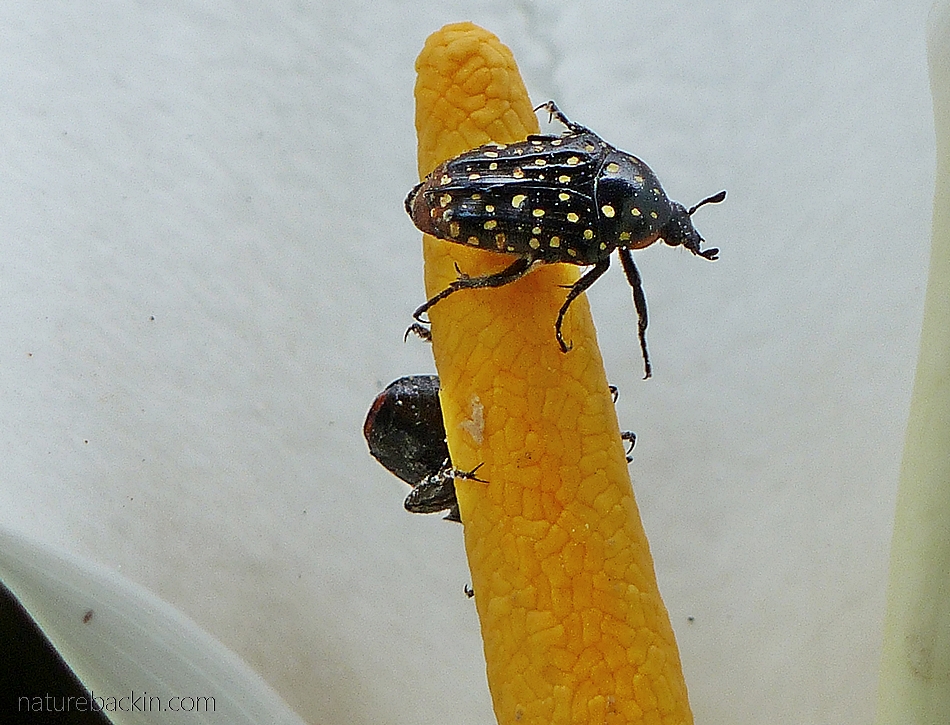 Patterns in nature: Spots and dots – letting nature back in