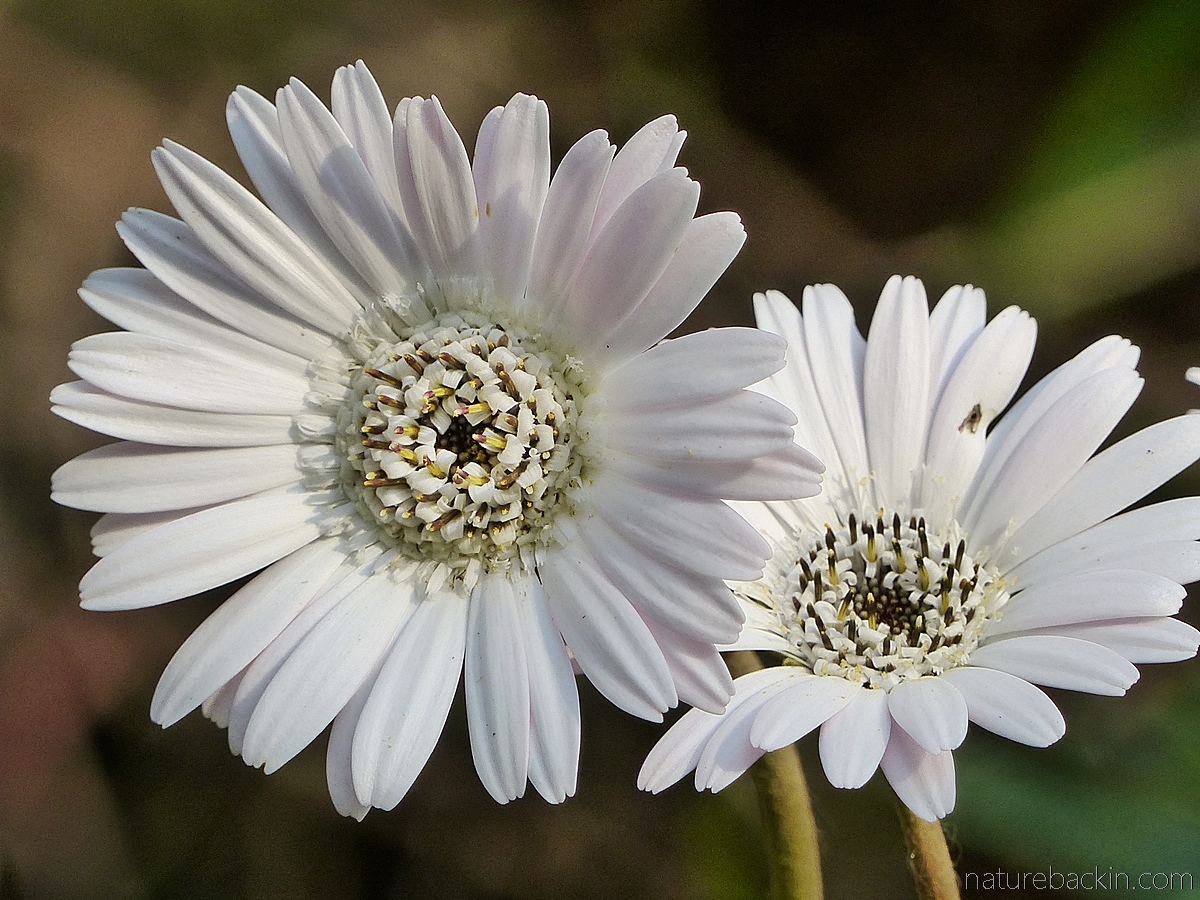 Patterns in nature: Symmetry in animals and flowers – letting nature ...