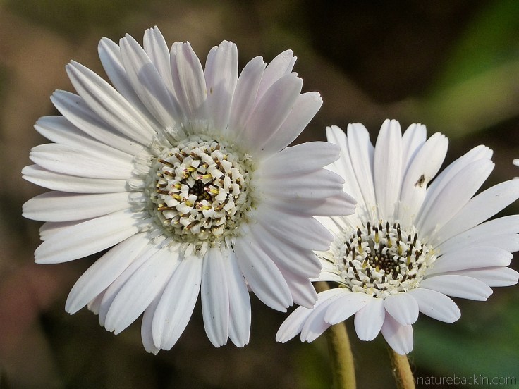 Patterns in nature: Symmetry in animals and flowers – letting nature ...