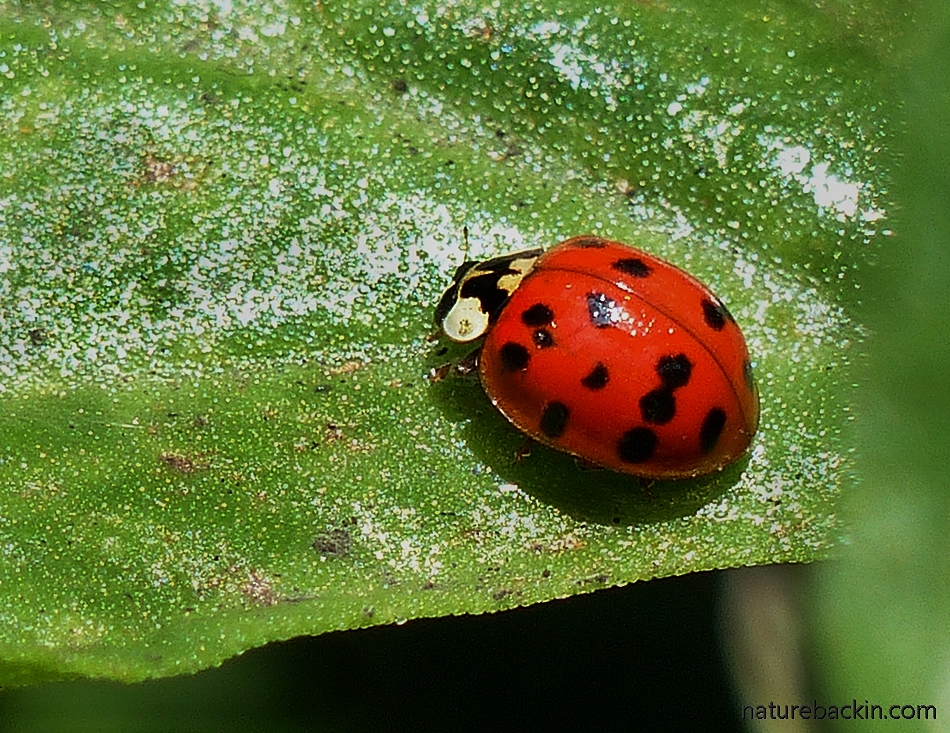 Patterns in nature: Spots and dots – letting nature back in