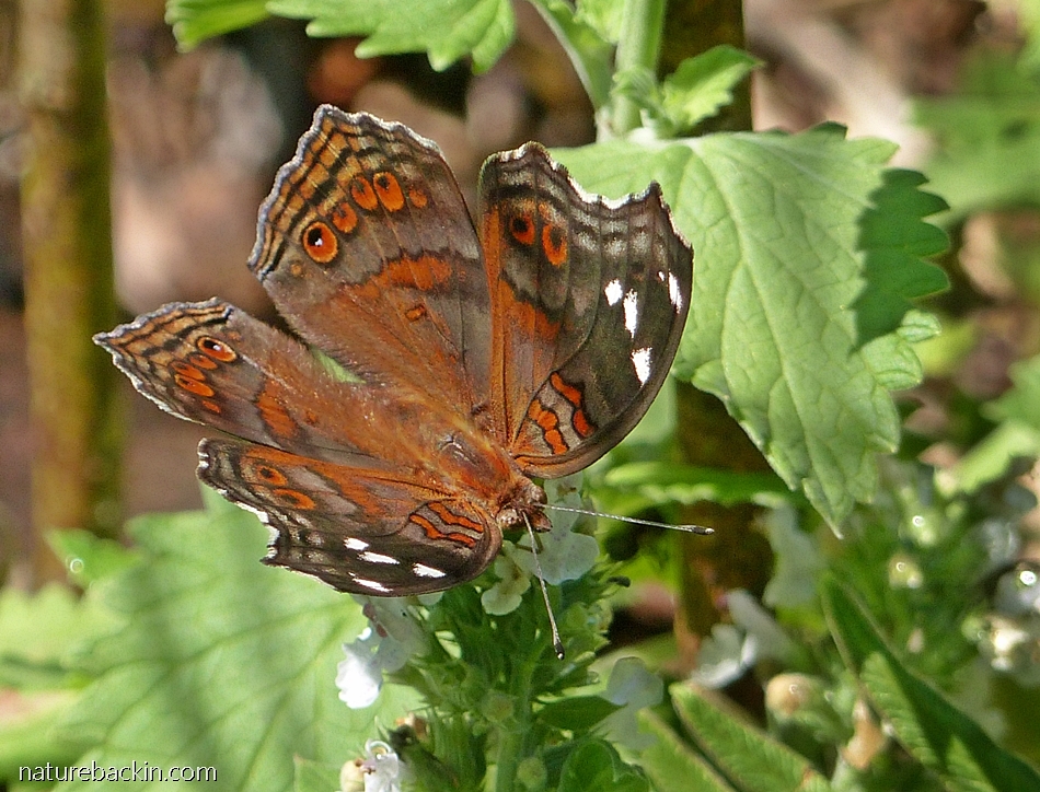 Patterns in nature: Spots and dots – letting nature back in