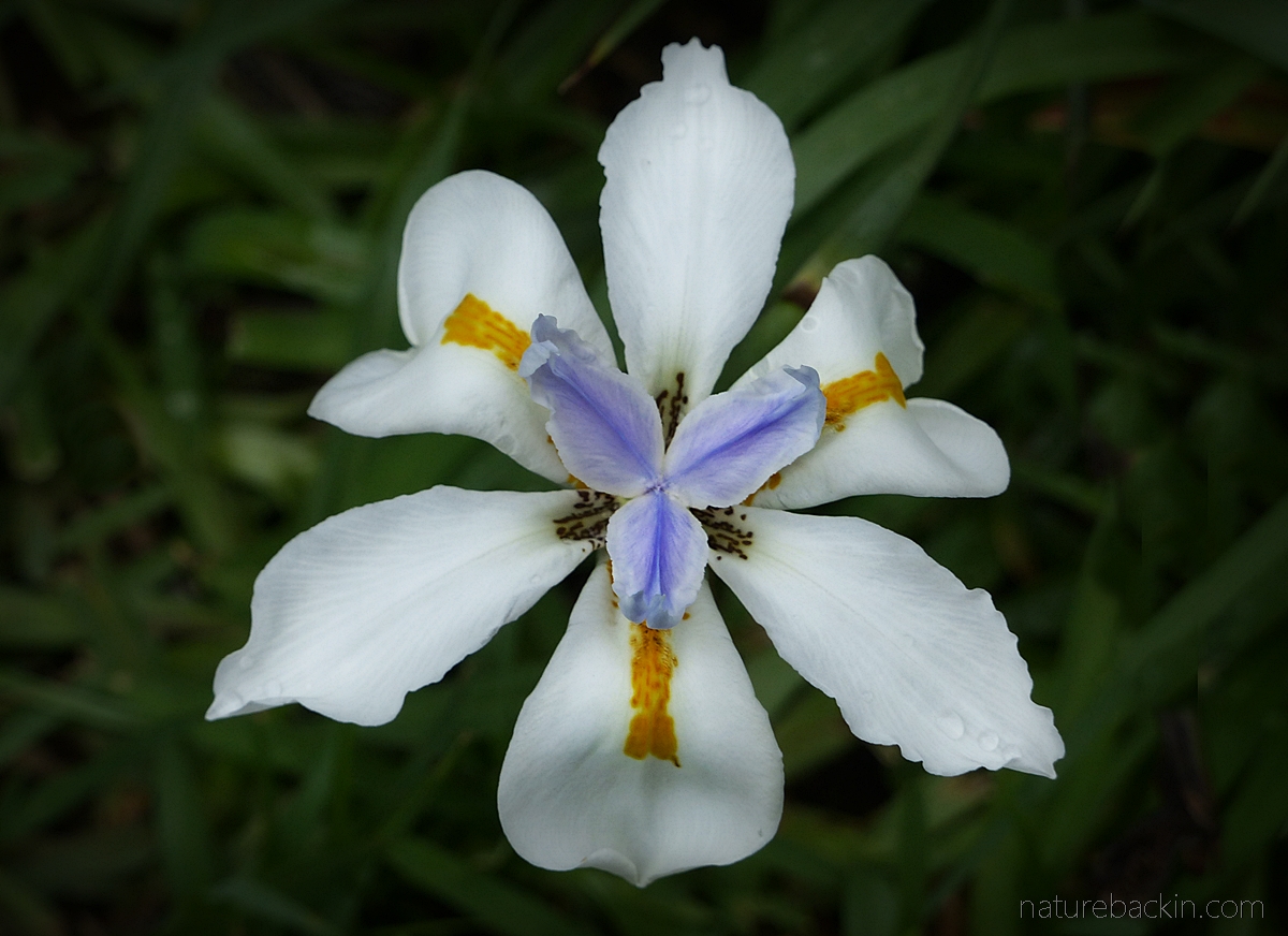 Patterns in nature: Symmetry in animals and flowers – letting nature ...