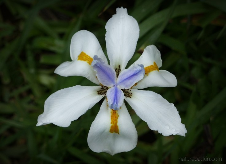 Patterns in nature: Symmetry in animals and flowers – letting nature ...
