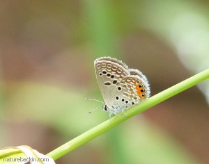Patterns in nature: Spots and dots – letting nature back in