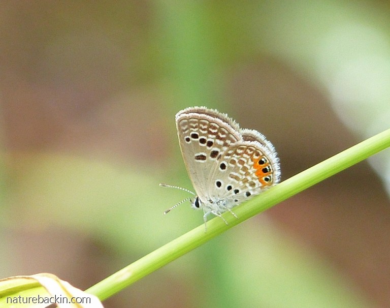 Patterns in nature: Spots and dots – letting nature back in