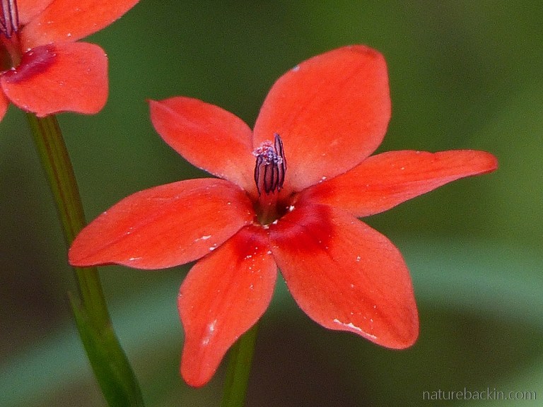 Patterns in nature: Symmetry in animals and flowers – letting nature ...