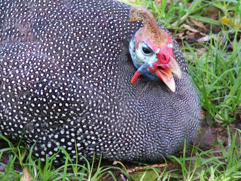 Patterns in nature: Spots and dots – letting nature back in