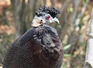 Patterns in nature: Spots and dots – letting nature back in