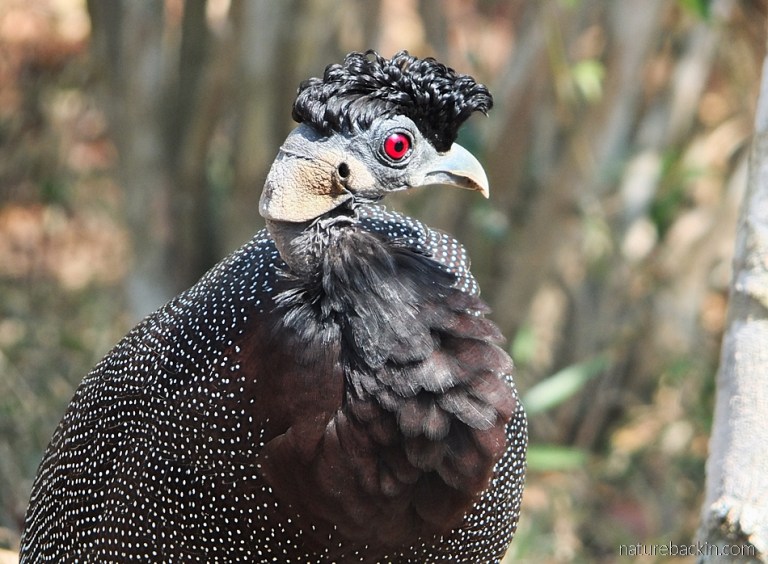Patterns in nature: Spots and dots – letting nature back in