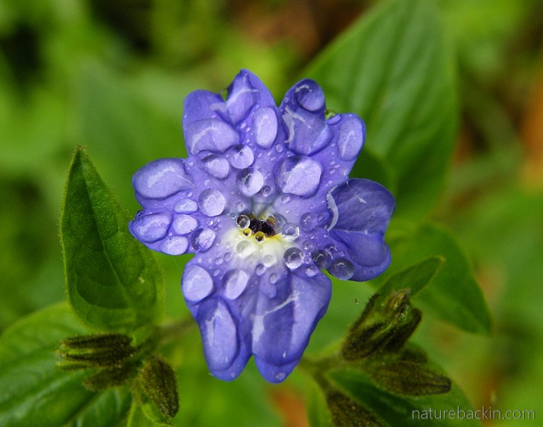 Patterns in nature: Symmetry in animals and flowers – letting nature ...