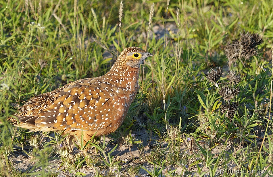 Patterns in nature: Spots and dots – letting nature back in