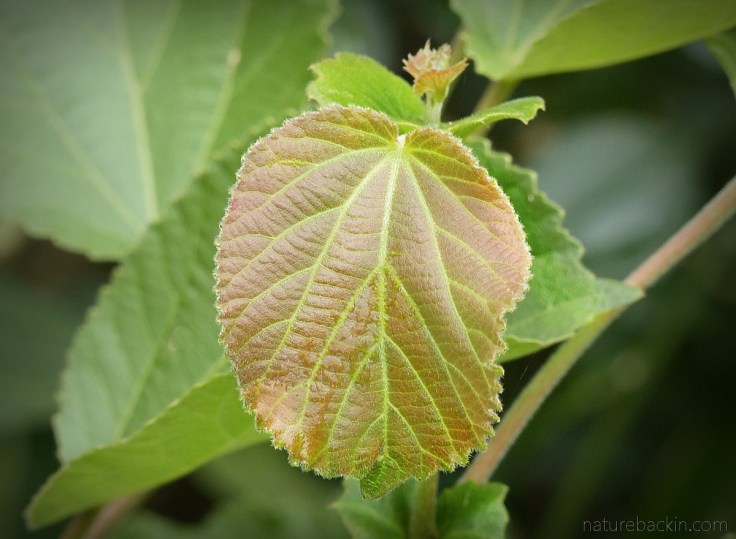 Patterns in nature: Symmetry in animals and flowers – letting nature ...