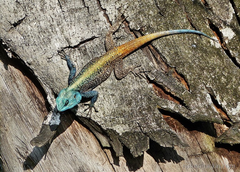 Patterns in nature: Symmetry in animals and flowers – letting nature ...