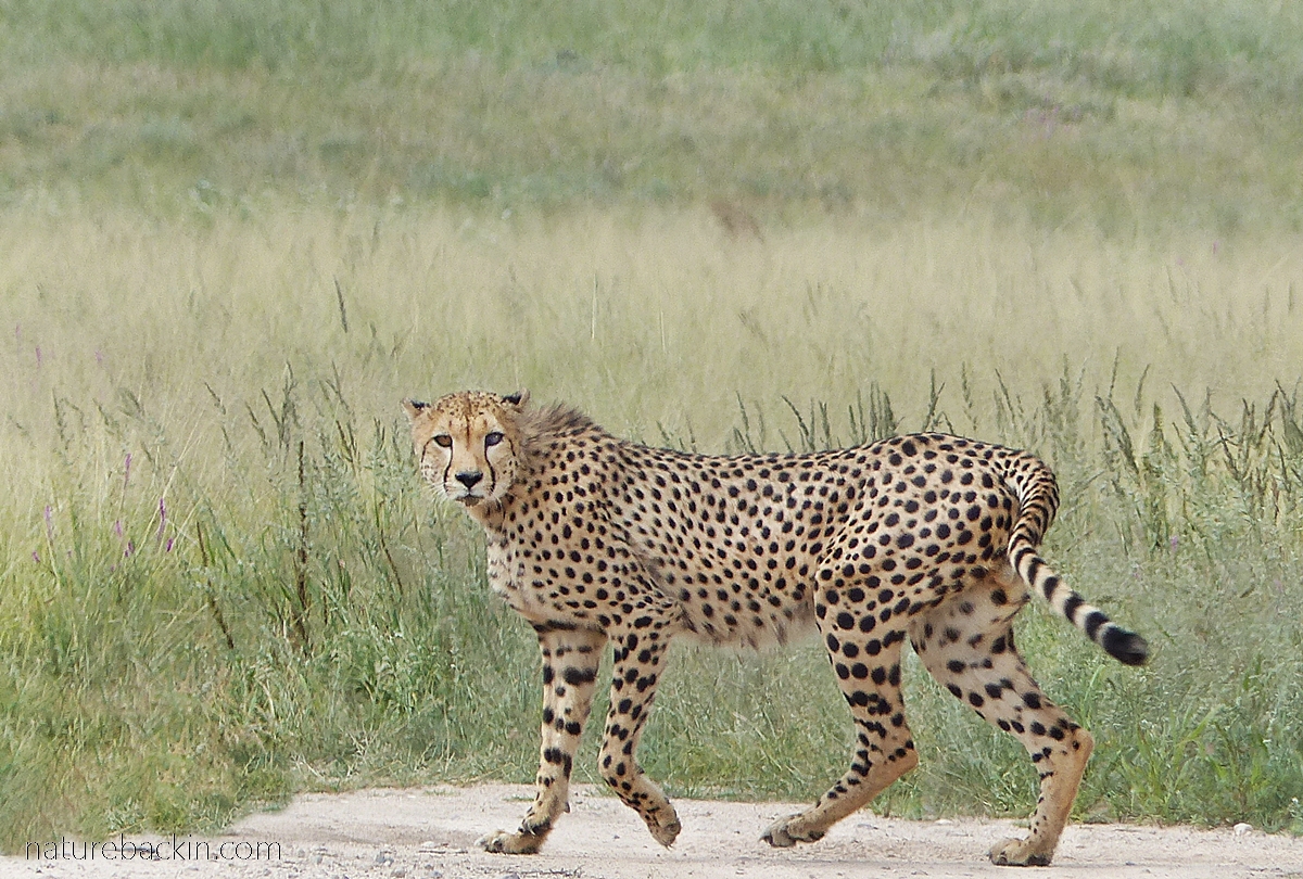 Patterns in nature: Spots and dots – letting nature back in