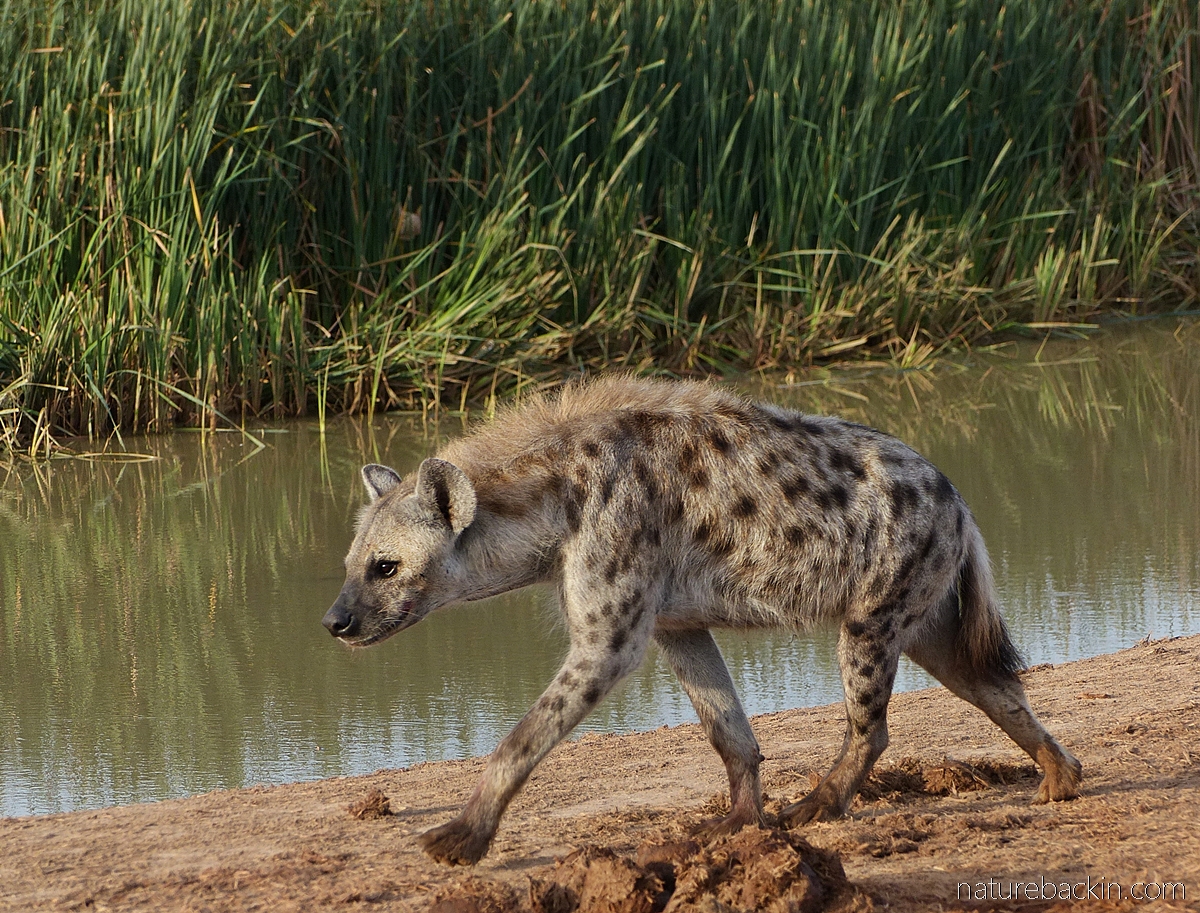 Patterns in nature: Spots and dots – letting nature back in