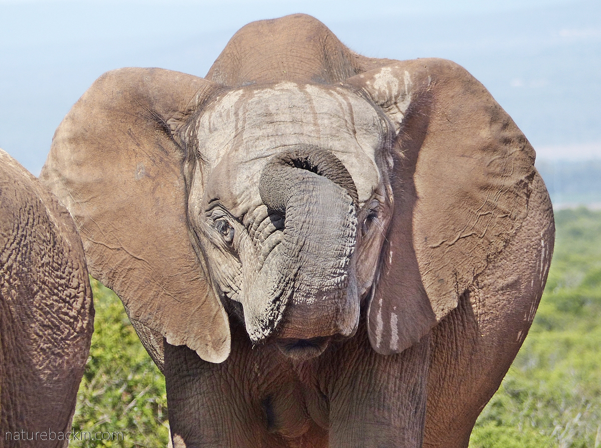 Patterns in nature: Symmetry in animals and flowers – letting nature ...