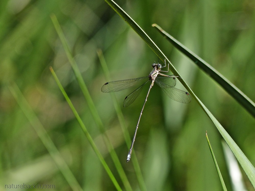 Perceiving patterns at the pond – letting nature back in