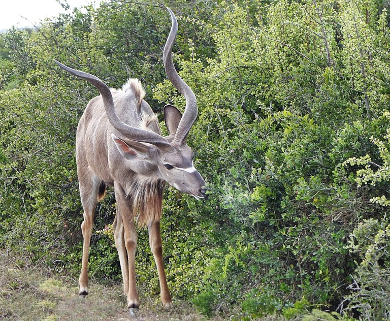 Patterns in nature: Symmetry in animals and flowers – letting nature ...