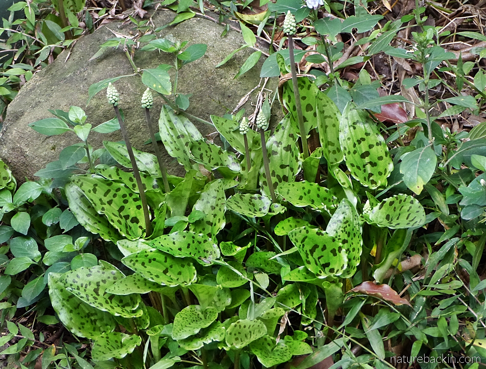 Patterns in nature: Spots and dots – letting nature back in