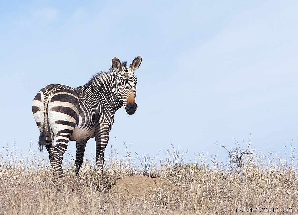 Patterns in nature: Symmetry in animals and flowers – letting nature ...