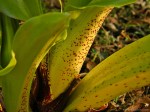Patterns in nature: Spots and dots – letting nature back in