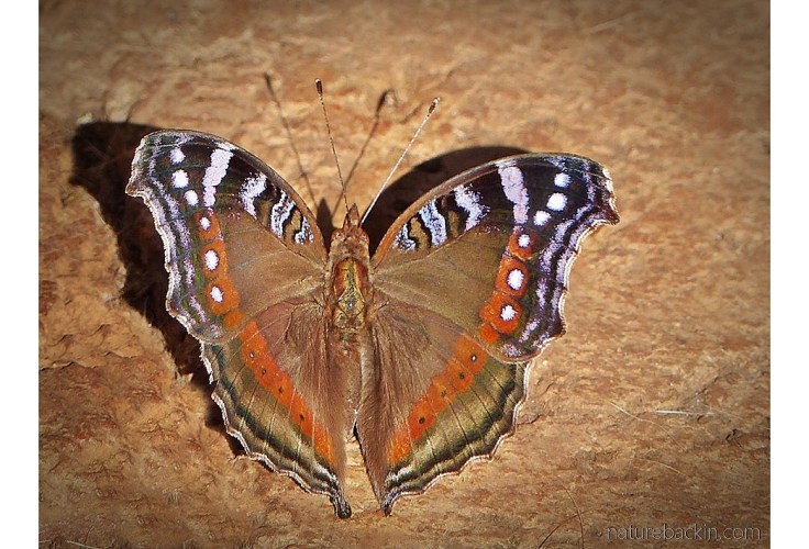 Patterns in nature: Symmetry in animals and flowers – letting nature ...