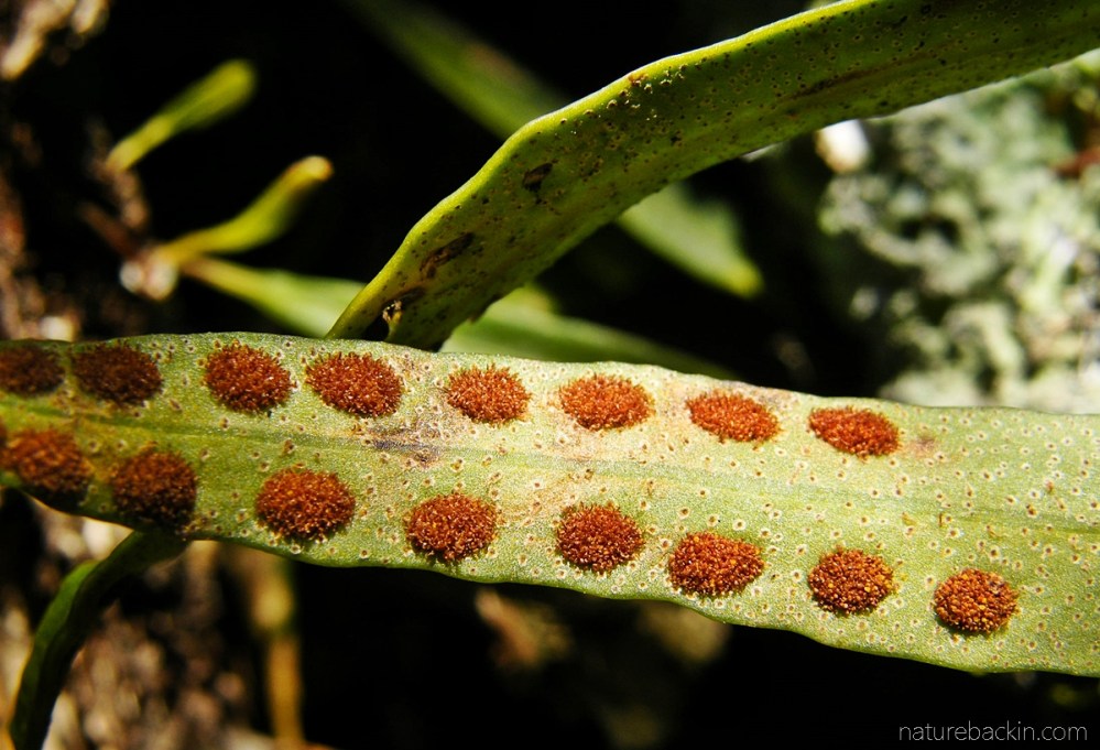 Patterns in nature: Spots and dots – letting nature back in