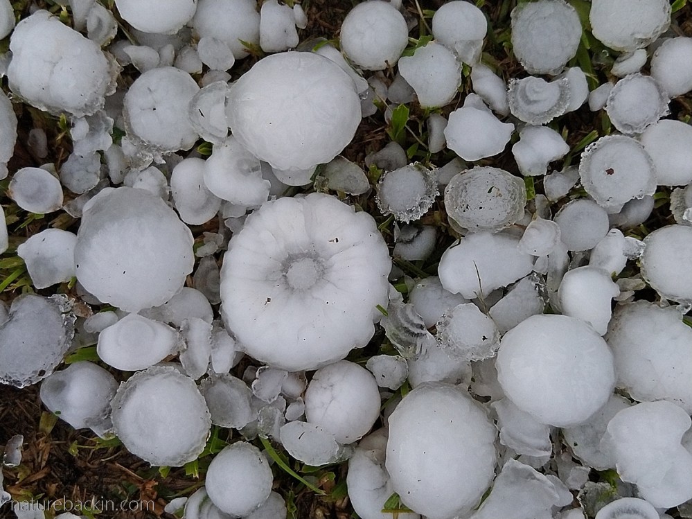 Patterns in nature: Hailstones and their aftermath – letting nature back in