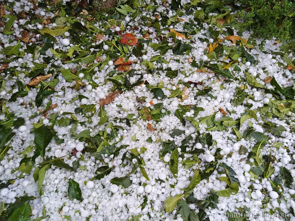 Patterns in nature: Hailstones and their aftermath – letting nature back in