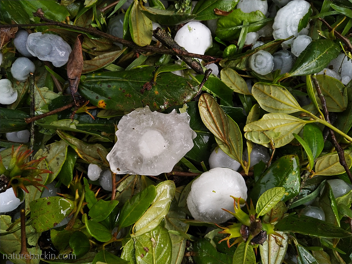 Patterns in nature: Hailstones and their aftermath – letting nature back in