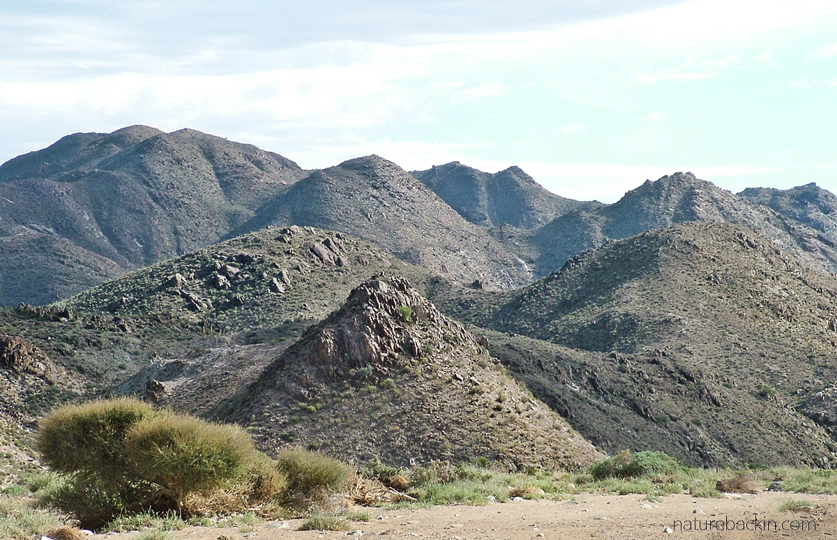 Patterns in nature: Fractals – letting nature back in