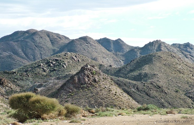 Patterns in nature: Fractals – letting nature back in