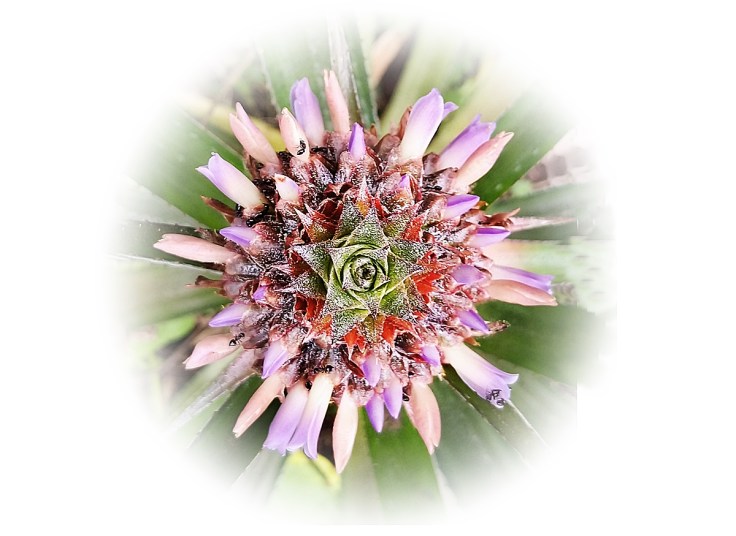 Patterns in nature: Fractals – letting nature back in