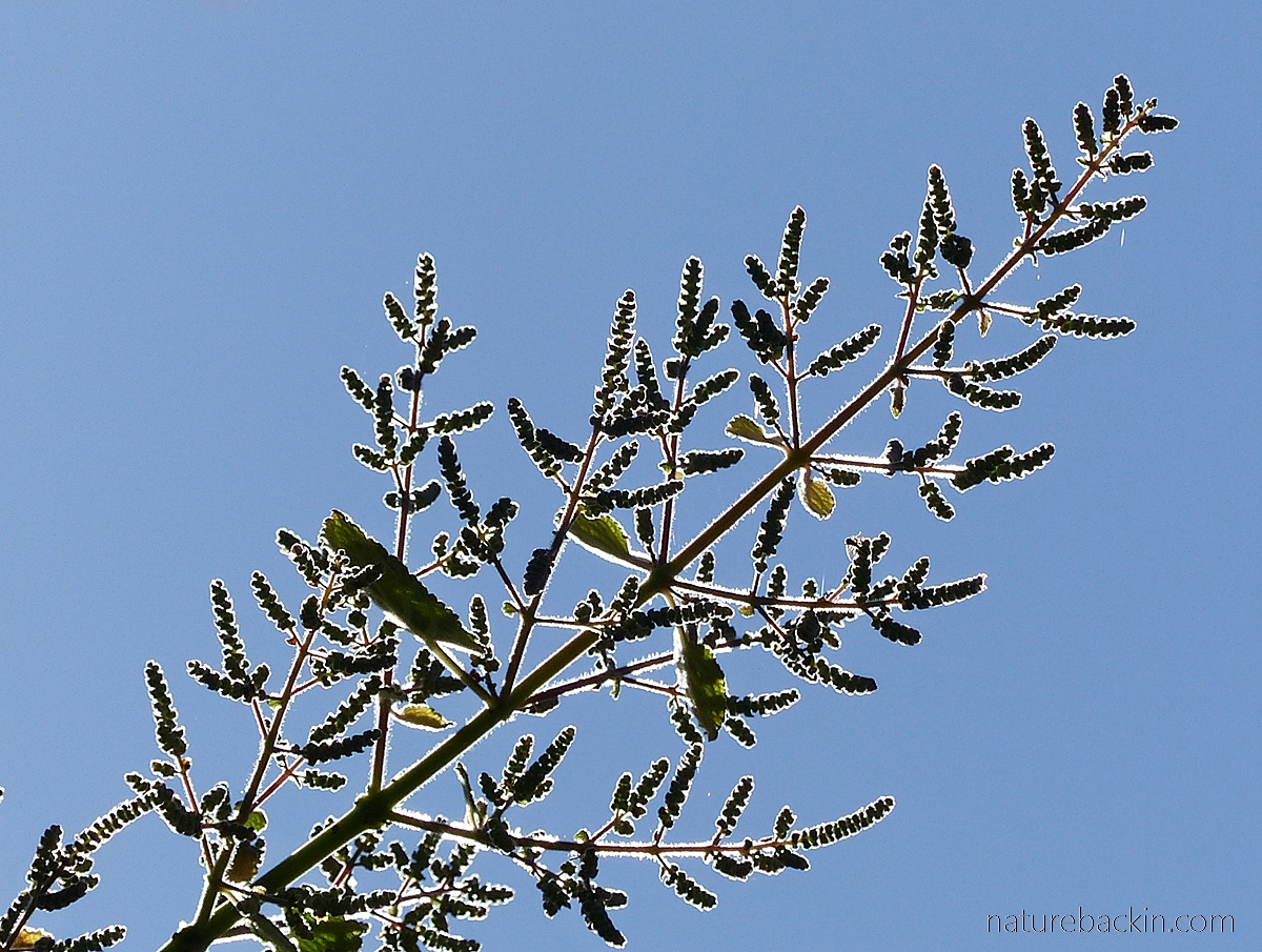 Patterns in nature: Fractals – letting nature back in
