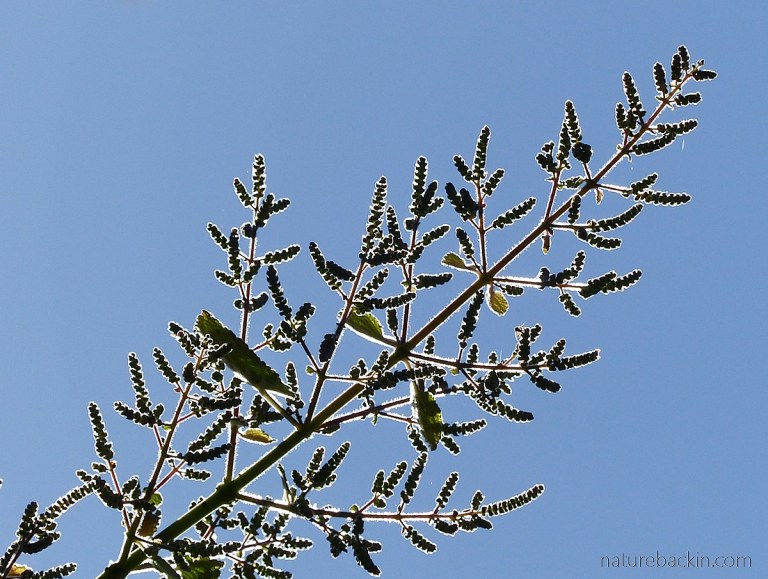 Patterns in nature: Fractals – letting nature back in